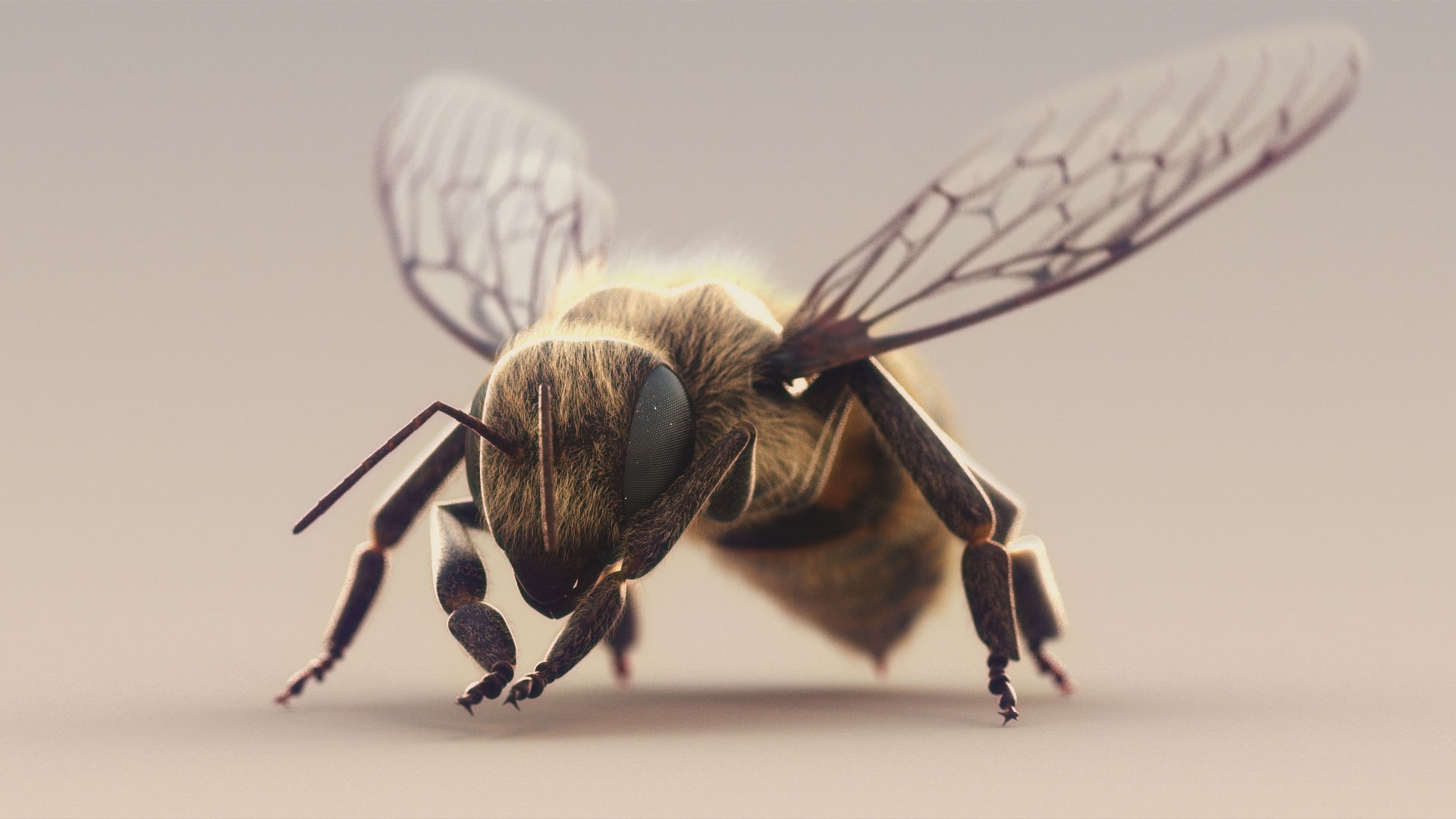 Honey Bee 3D model - TurboSquid 1908155