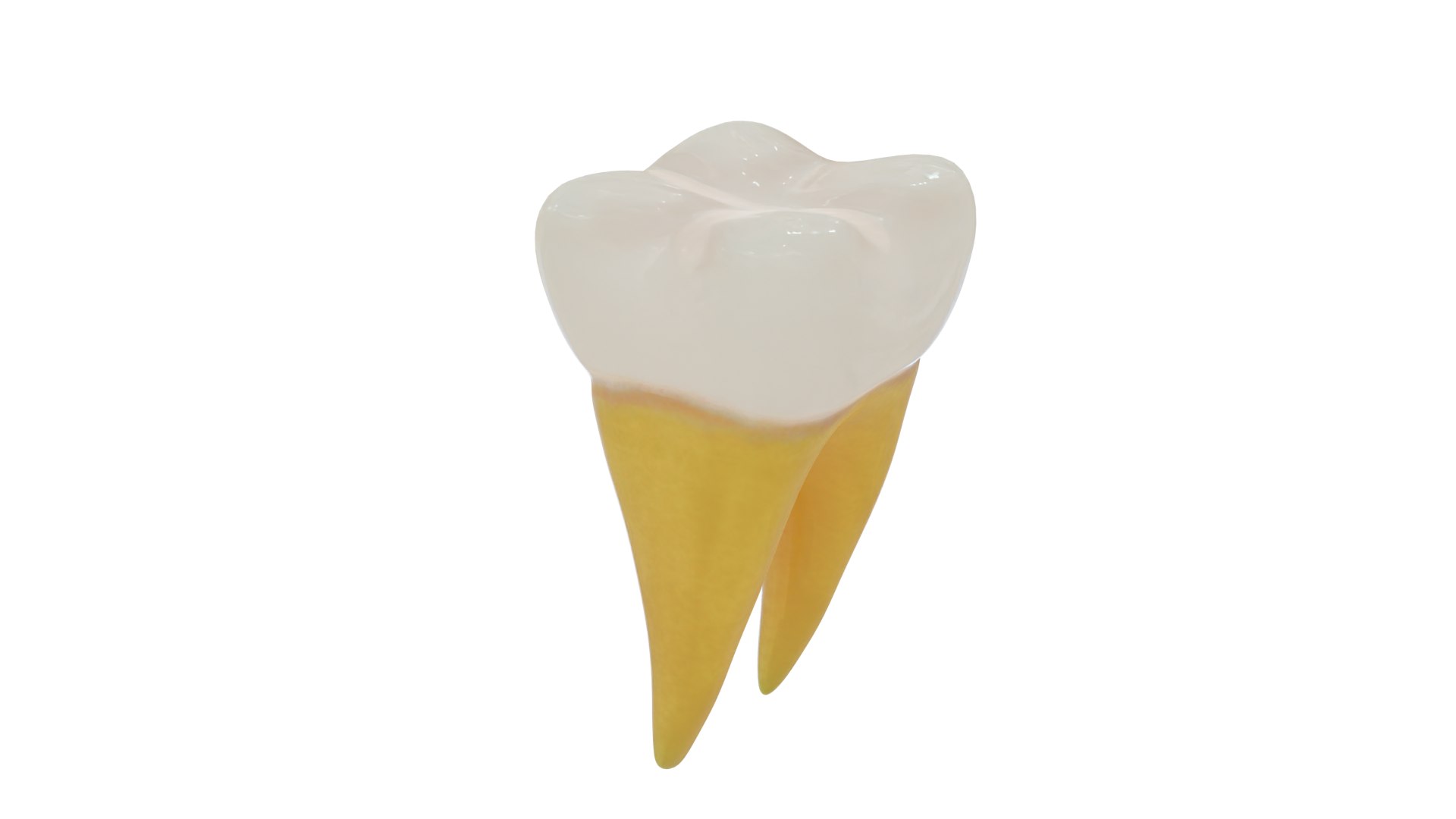 Tooth Molar Model - TurboSquid 1674067