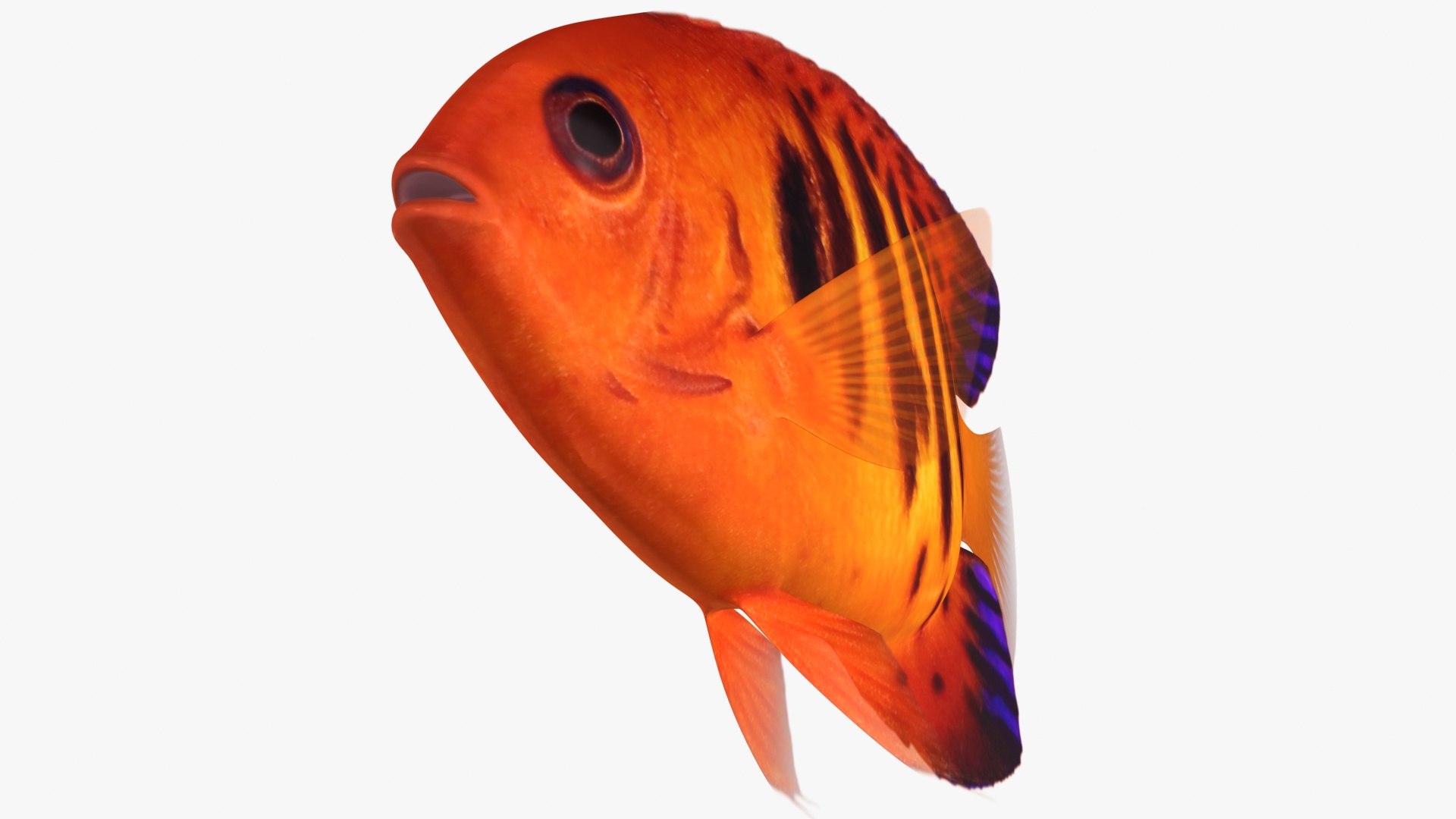 Flame angelfish animation model - TurboSquid 1517046