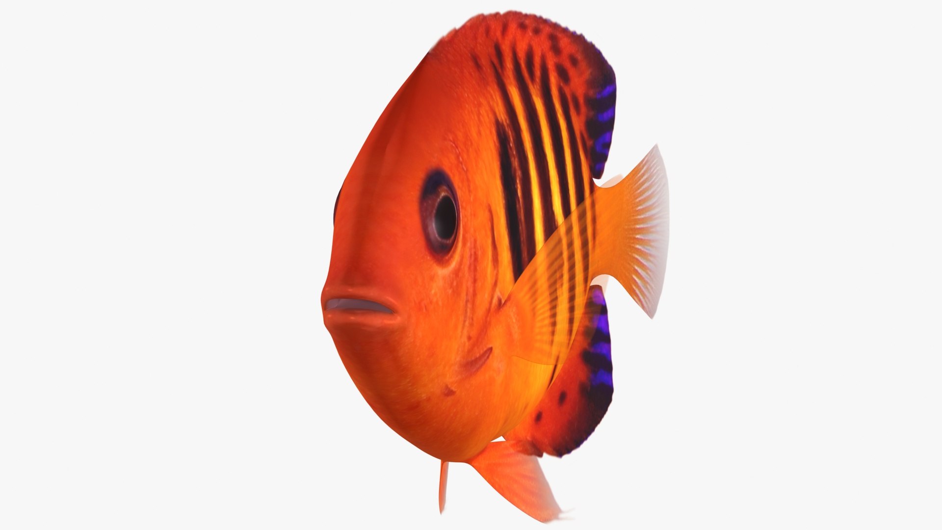 Flame Angelfish Animation Model - TurboSquid 1517046