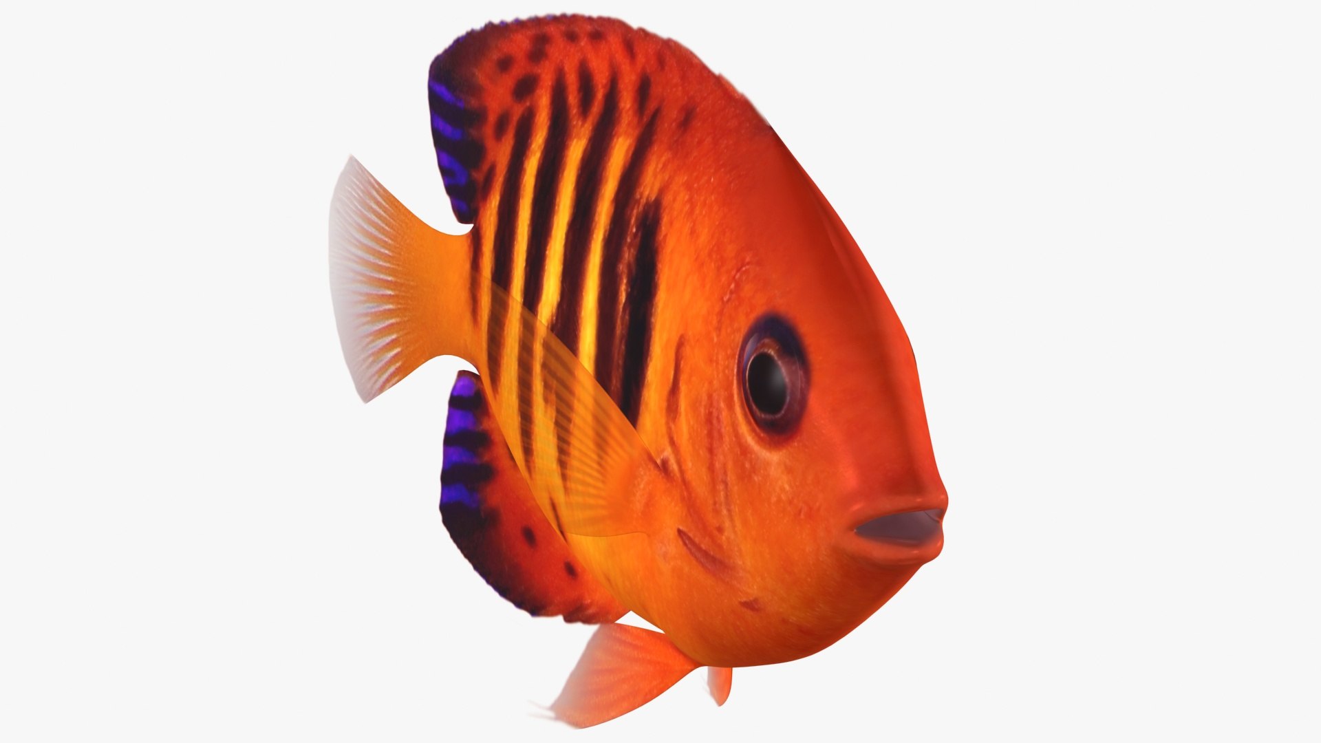 Flame Angelfish Animation Model - TurboSquid 1517046