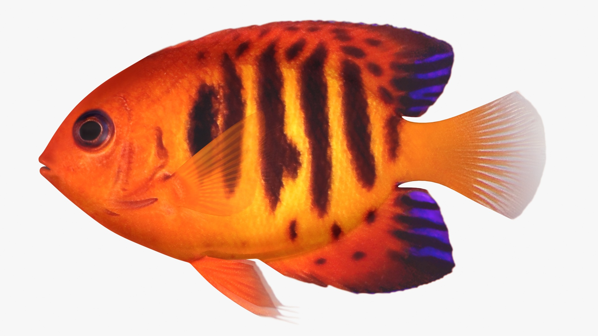 Flame Angelfish Animation Model - TurboSquid 1517046