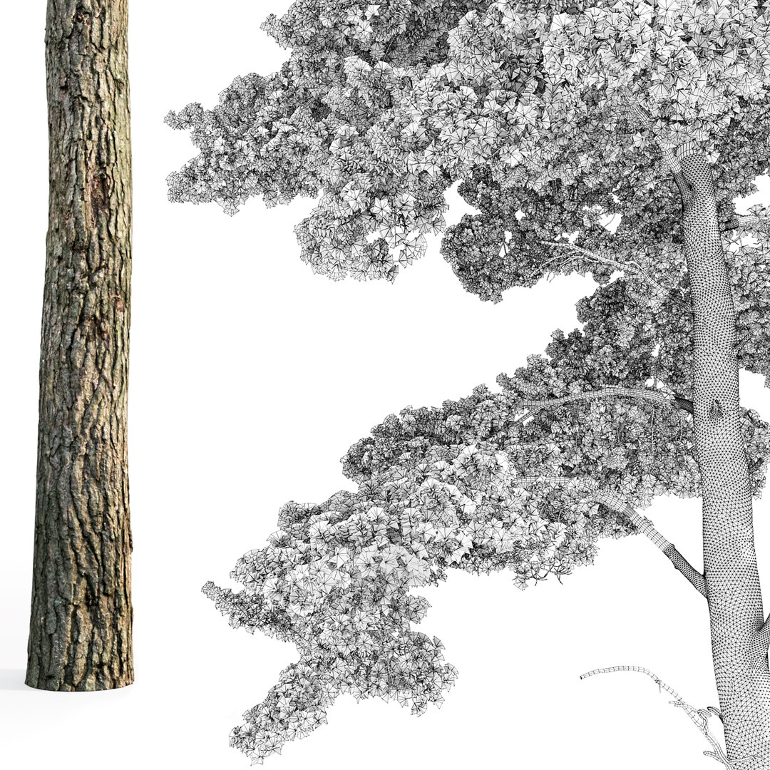3D Pine Tree - TurboSquid 1696709