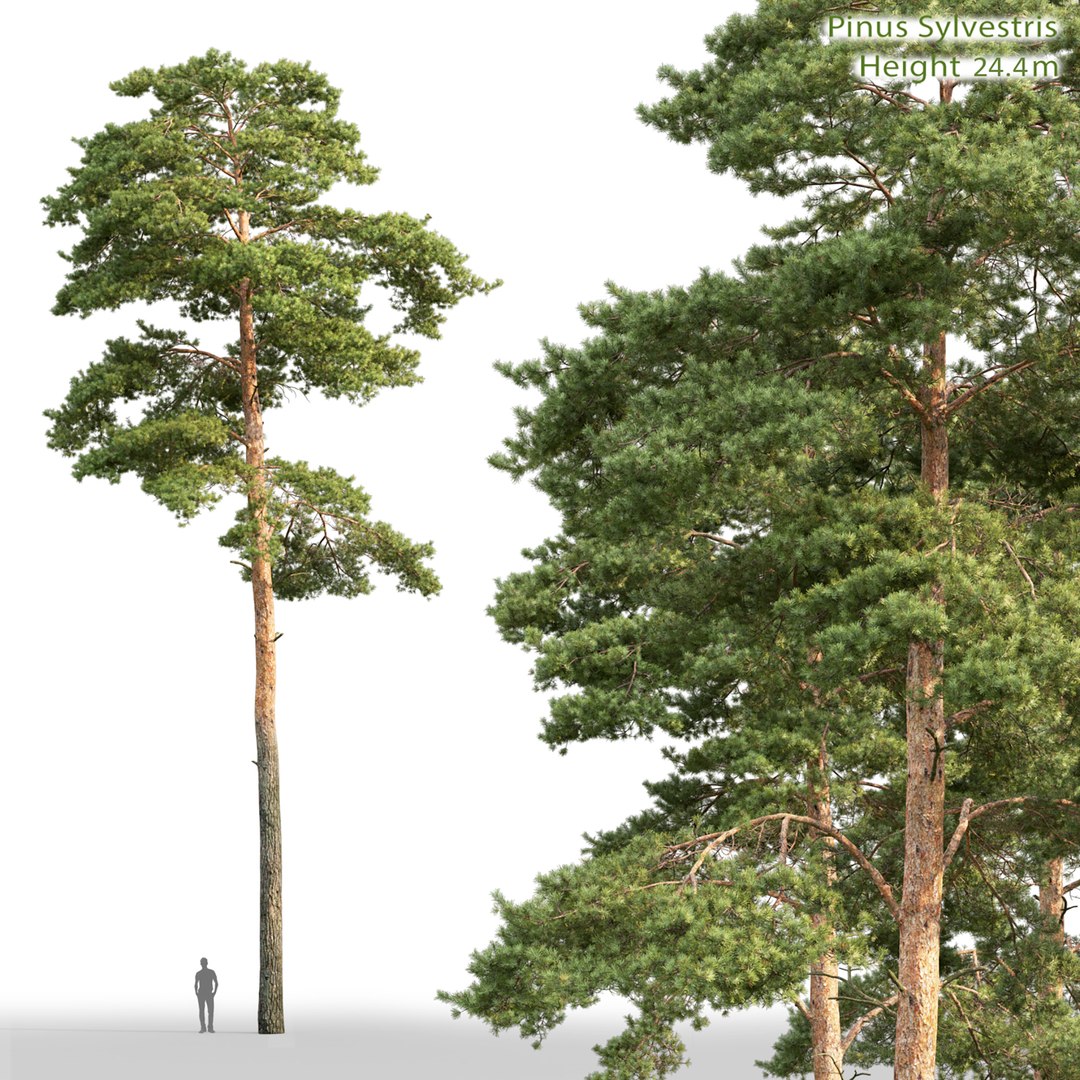 3D Pine Tree - TurboSquid 1696709