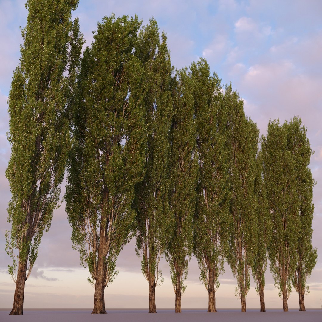 3D Mighty Poplar - TurboSquid 1516172