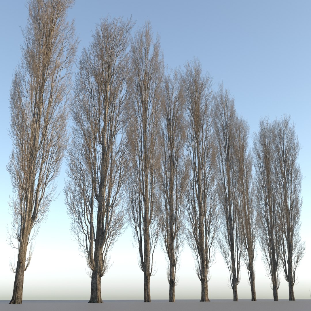 3D Mighty Poplar - TurboSquid 1516172