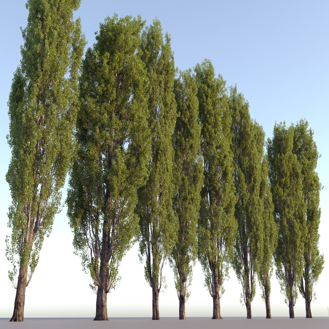 3D Mighty Poplar - TurboSquid 1516172