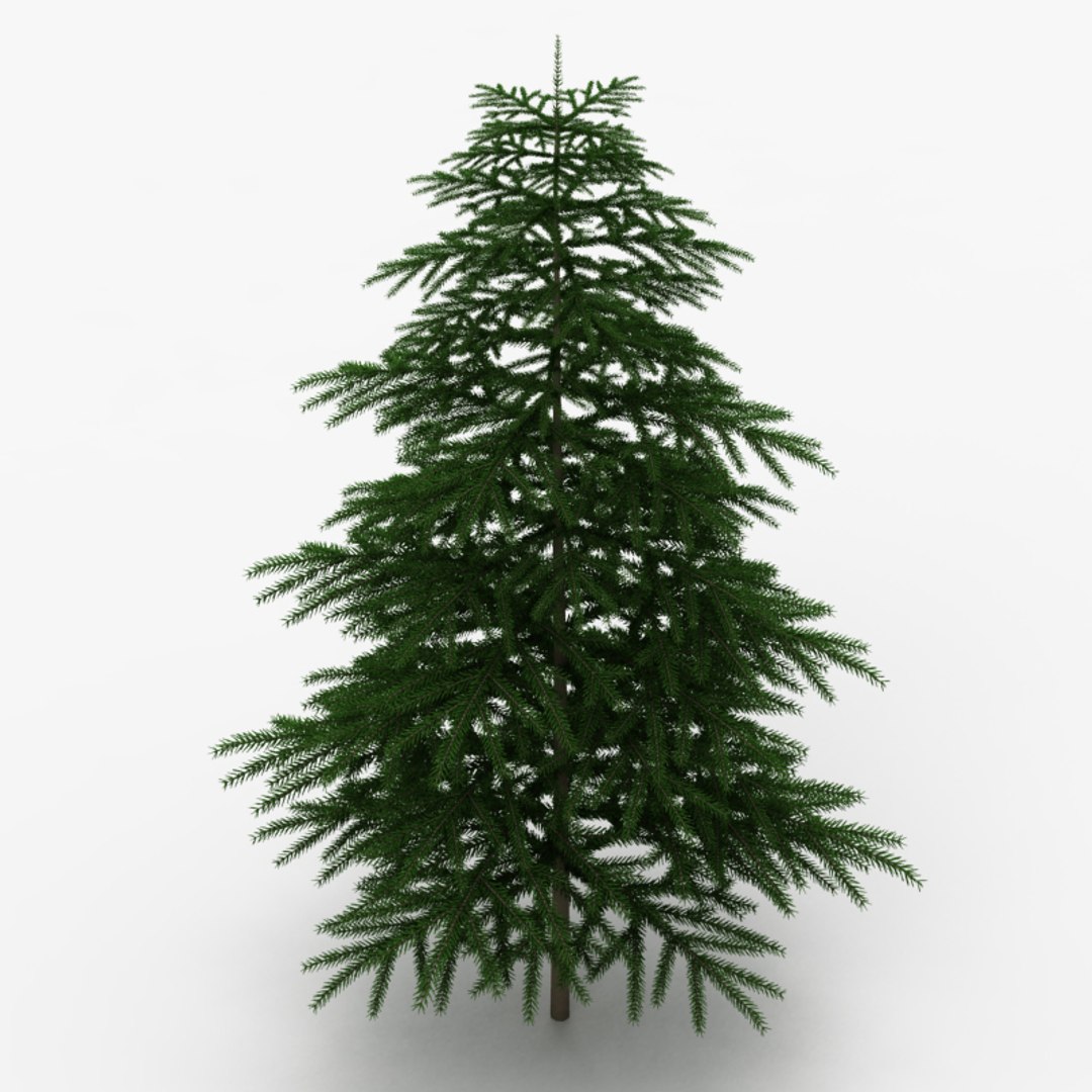 fir tree 3d model