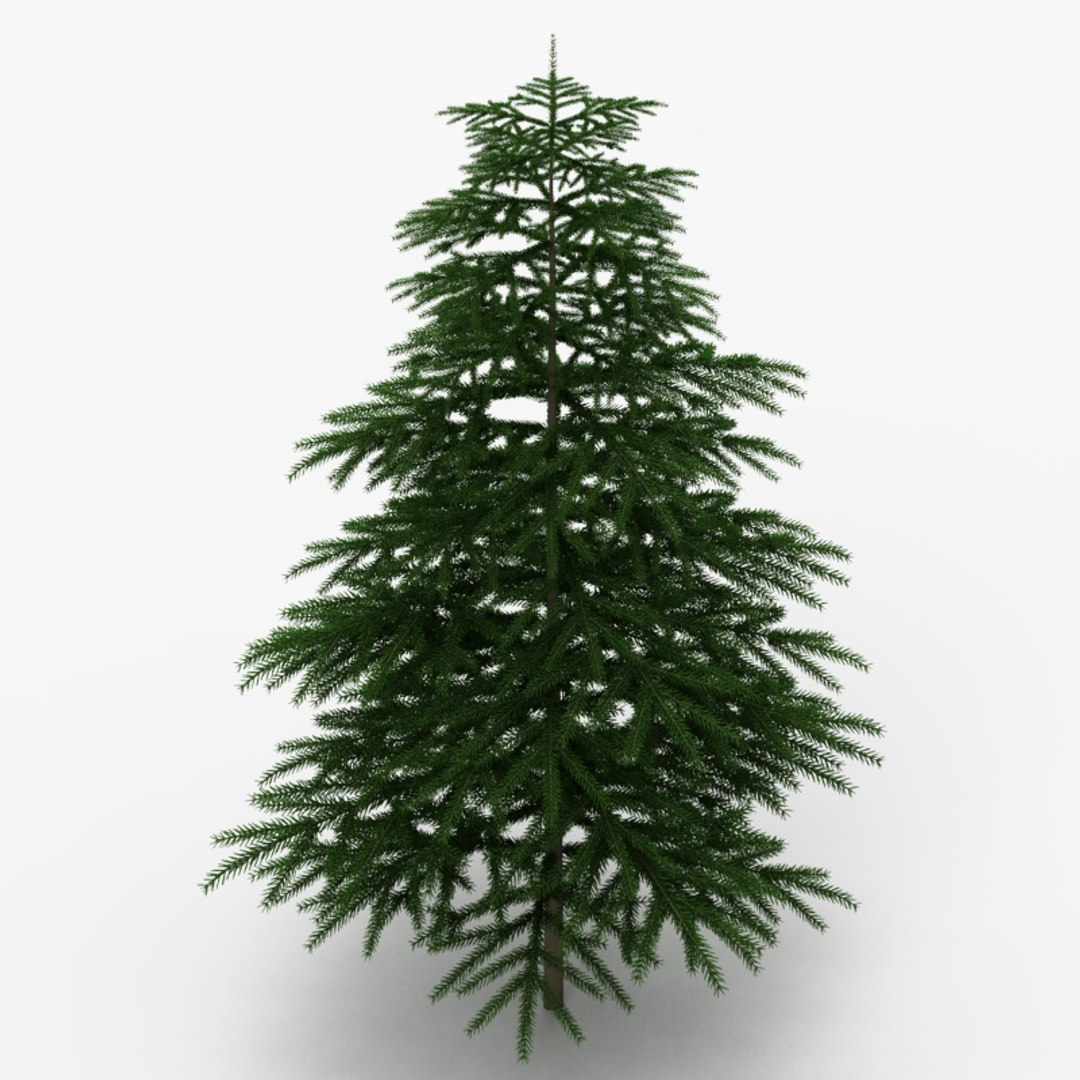 fir tree 3d model