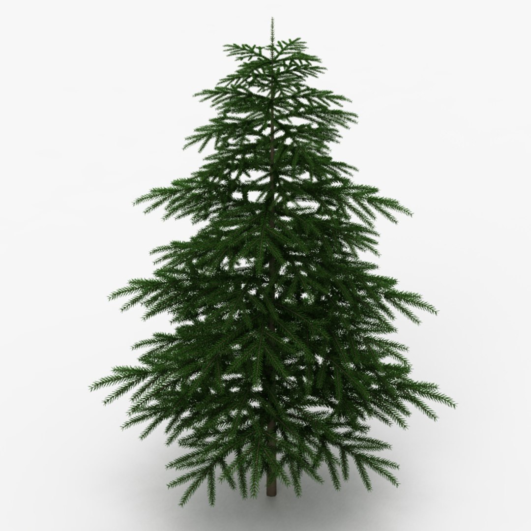 fir tree 3d model