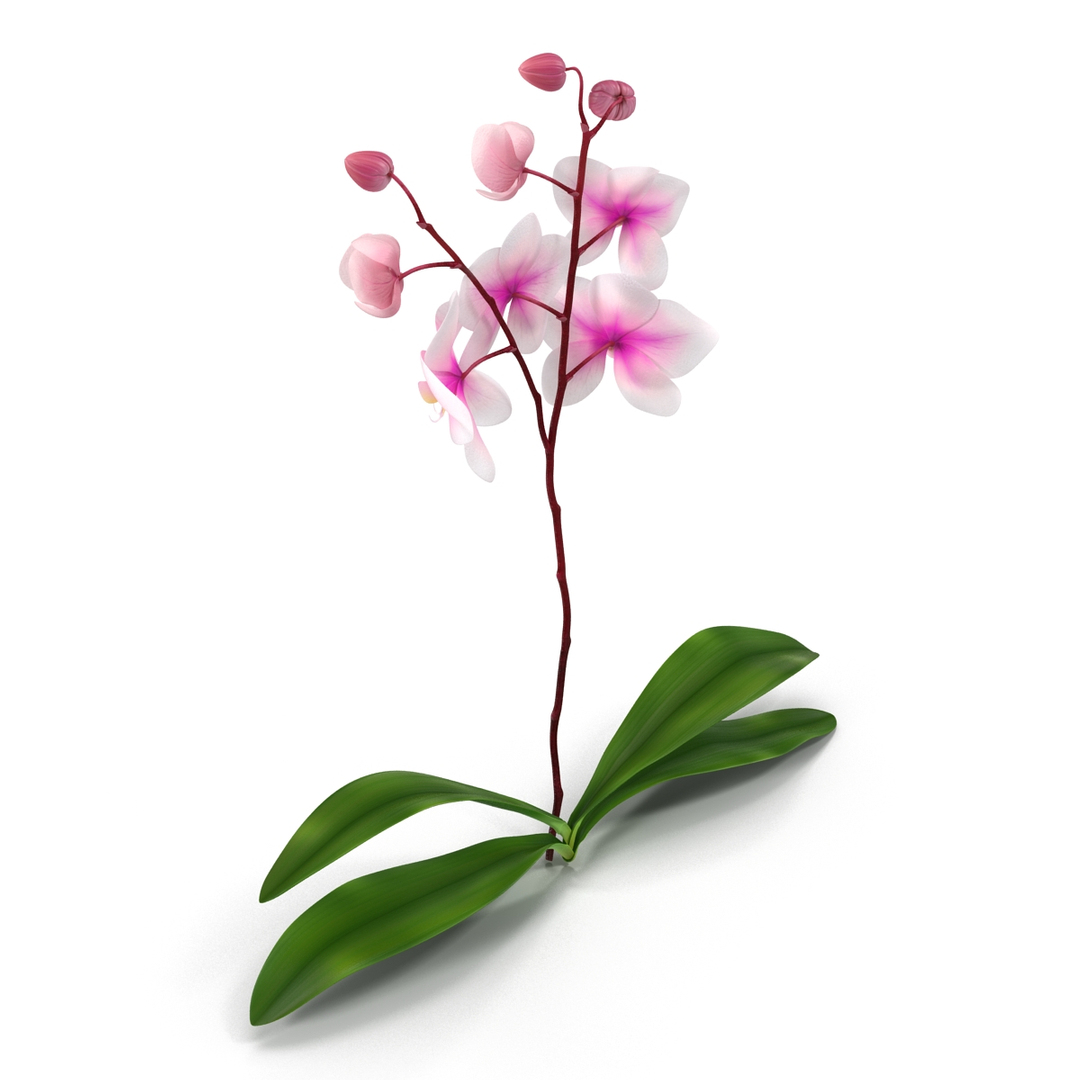 3dsmax orchid modeled