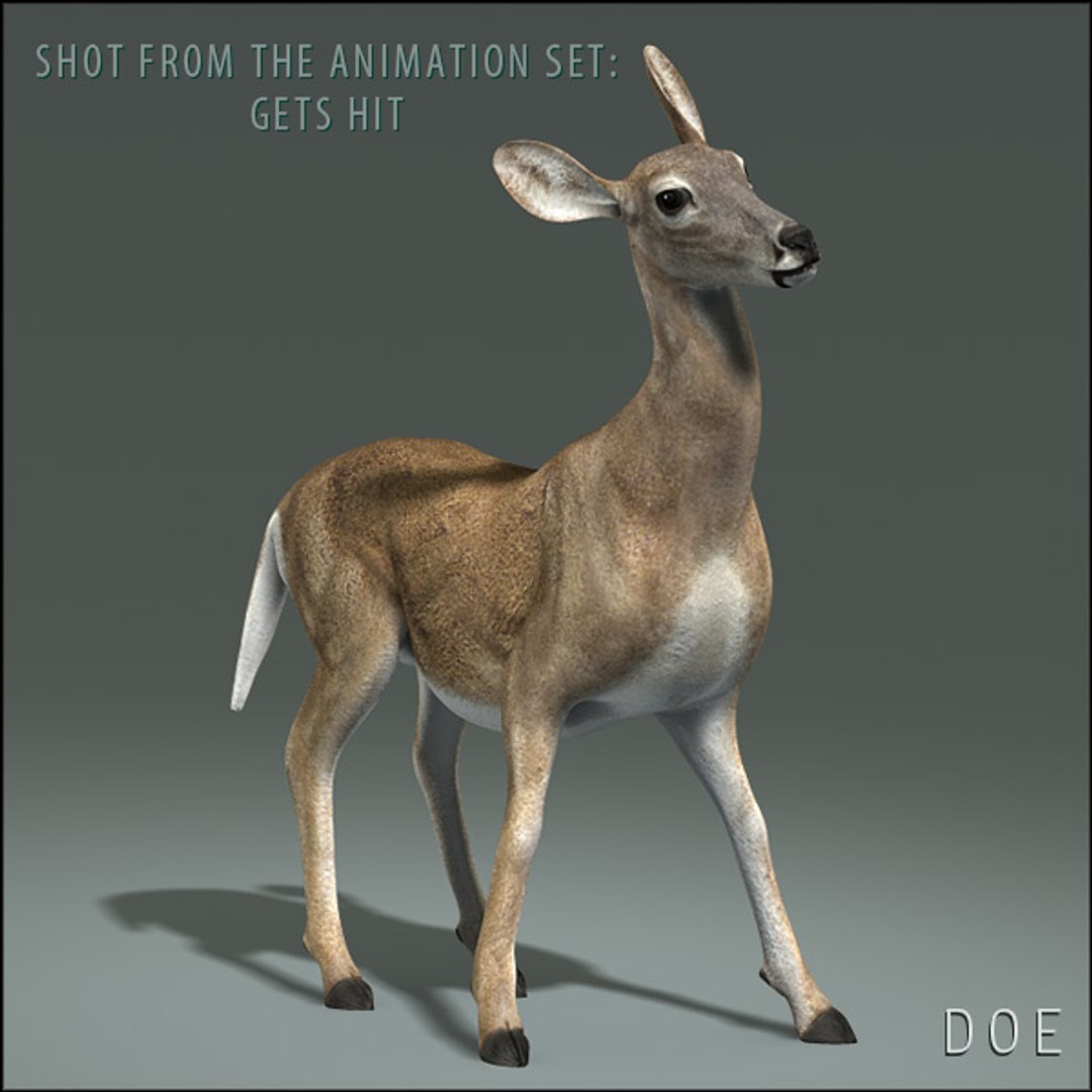 maya doe animation