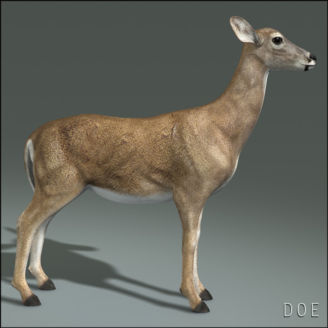 maya doe animation