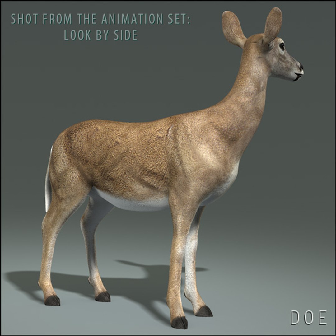 maya doe animation