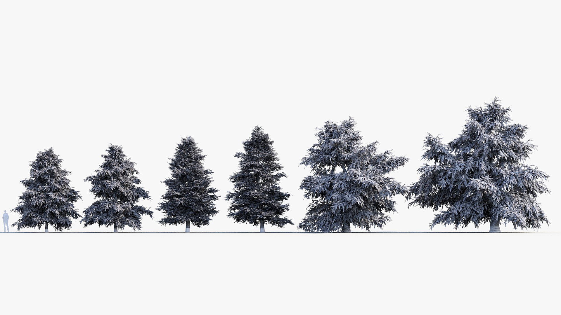 Tsuga Canadensis Eastern Hemlock 3D - TurboSquid 2050253