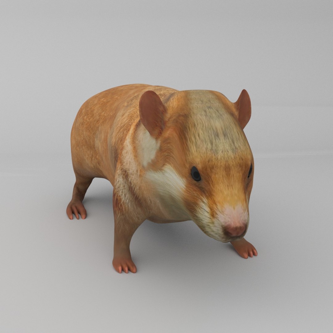 Hamster Rigged 3D Model - TurboSquid 1644742