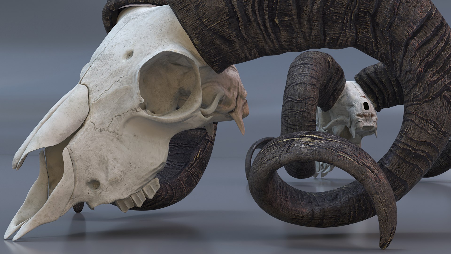 Ram Skull With Twisted Horns Black 3D Model - TurboSquid 2325173