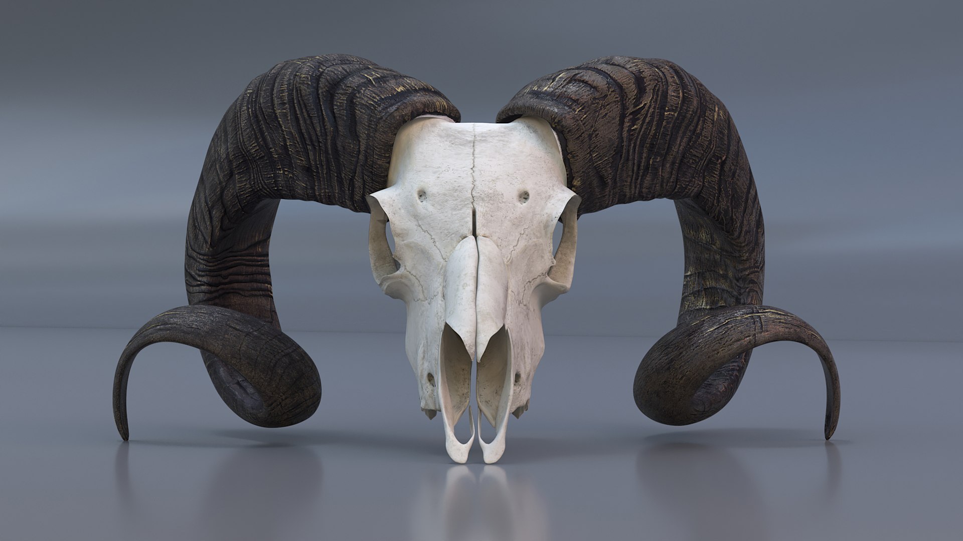 Ram Skull With Twisted Horns Black 3D Model - TurboSquid 2325173