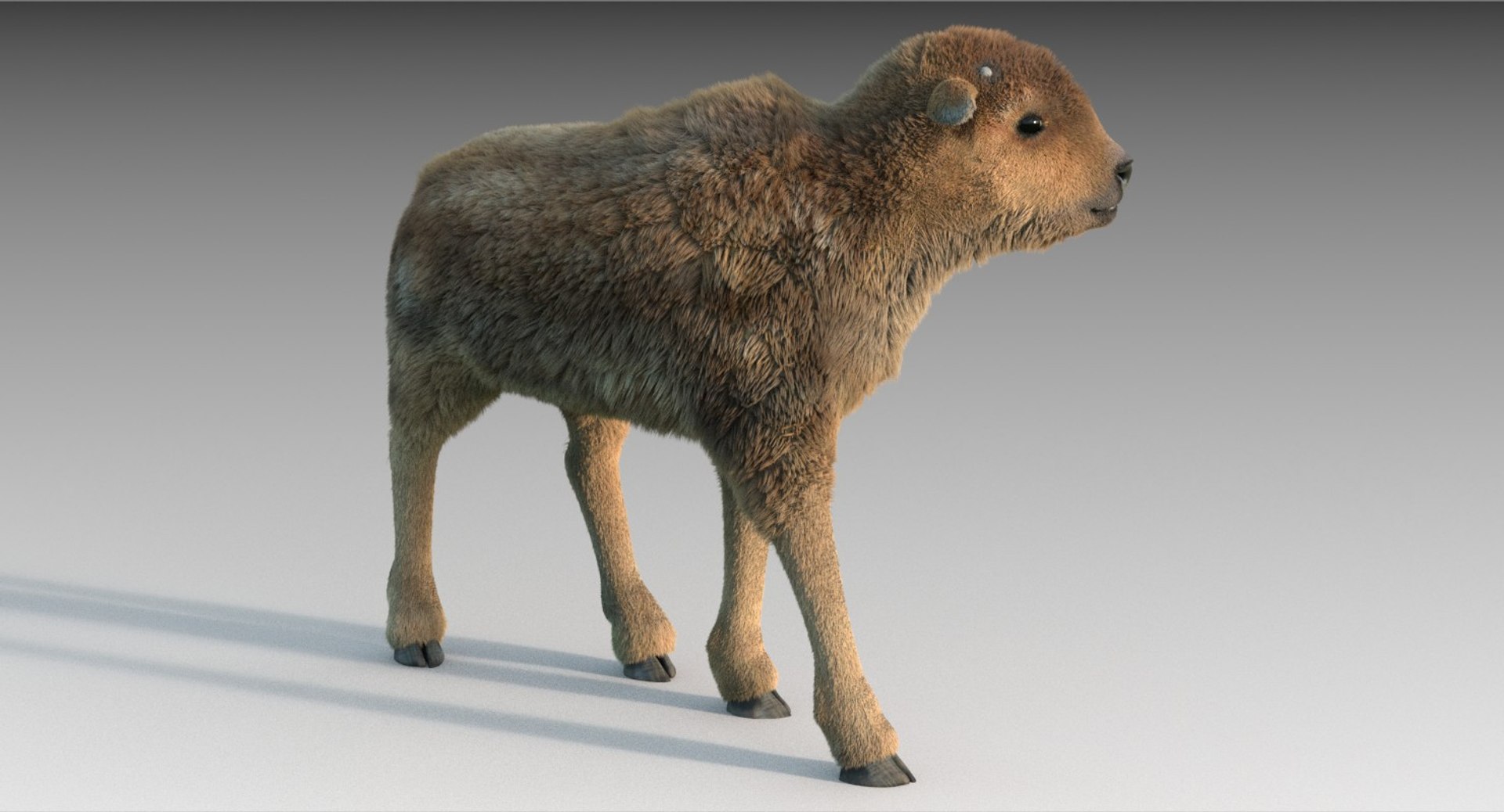 Bison Calf Fur Rig 3D Model - TurboSquid 1298972