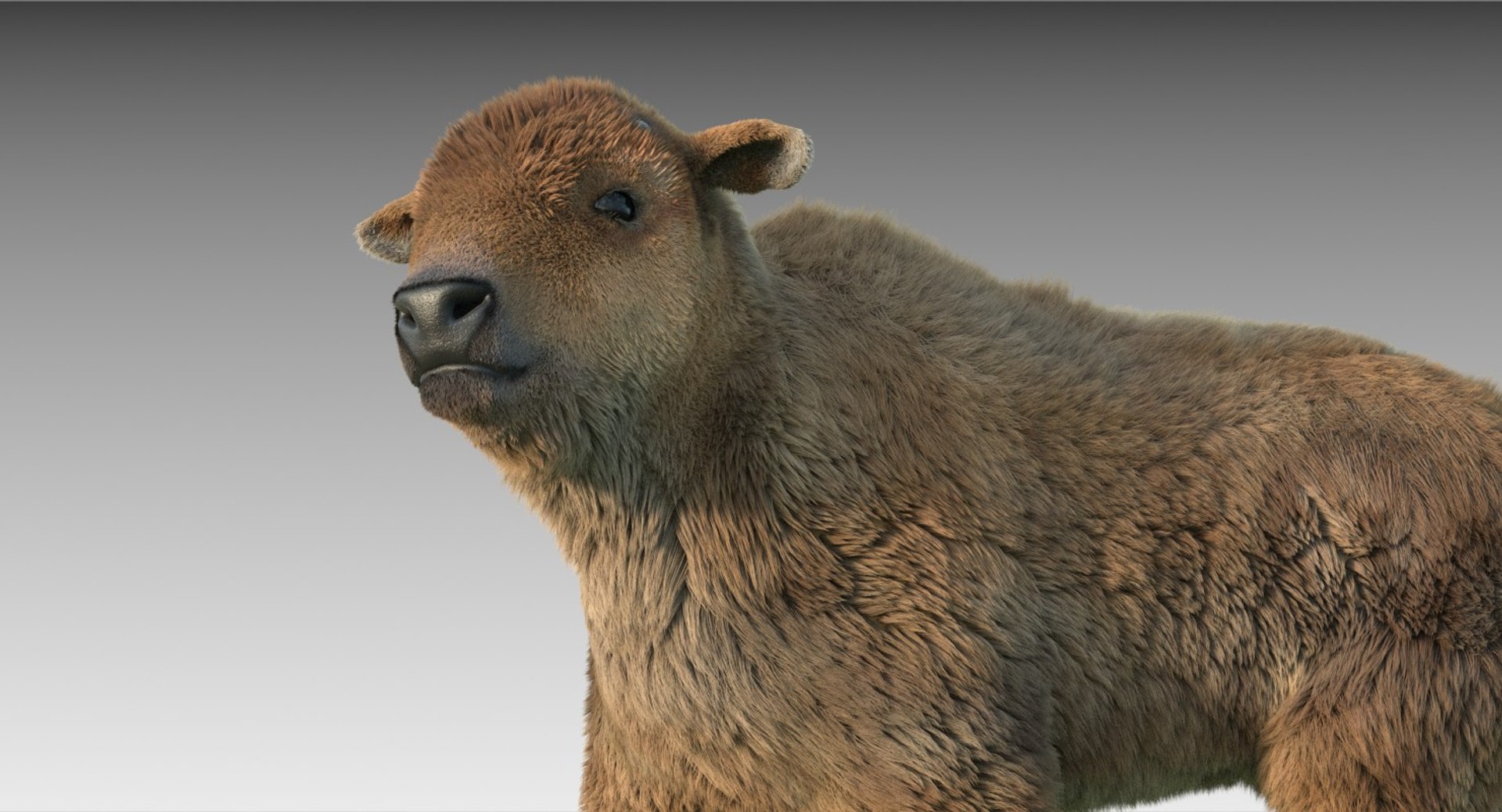 Bison Calf Fur Rig 3D Model - TurboSquid 1298972