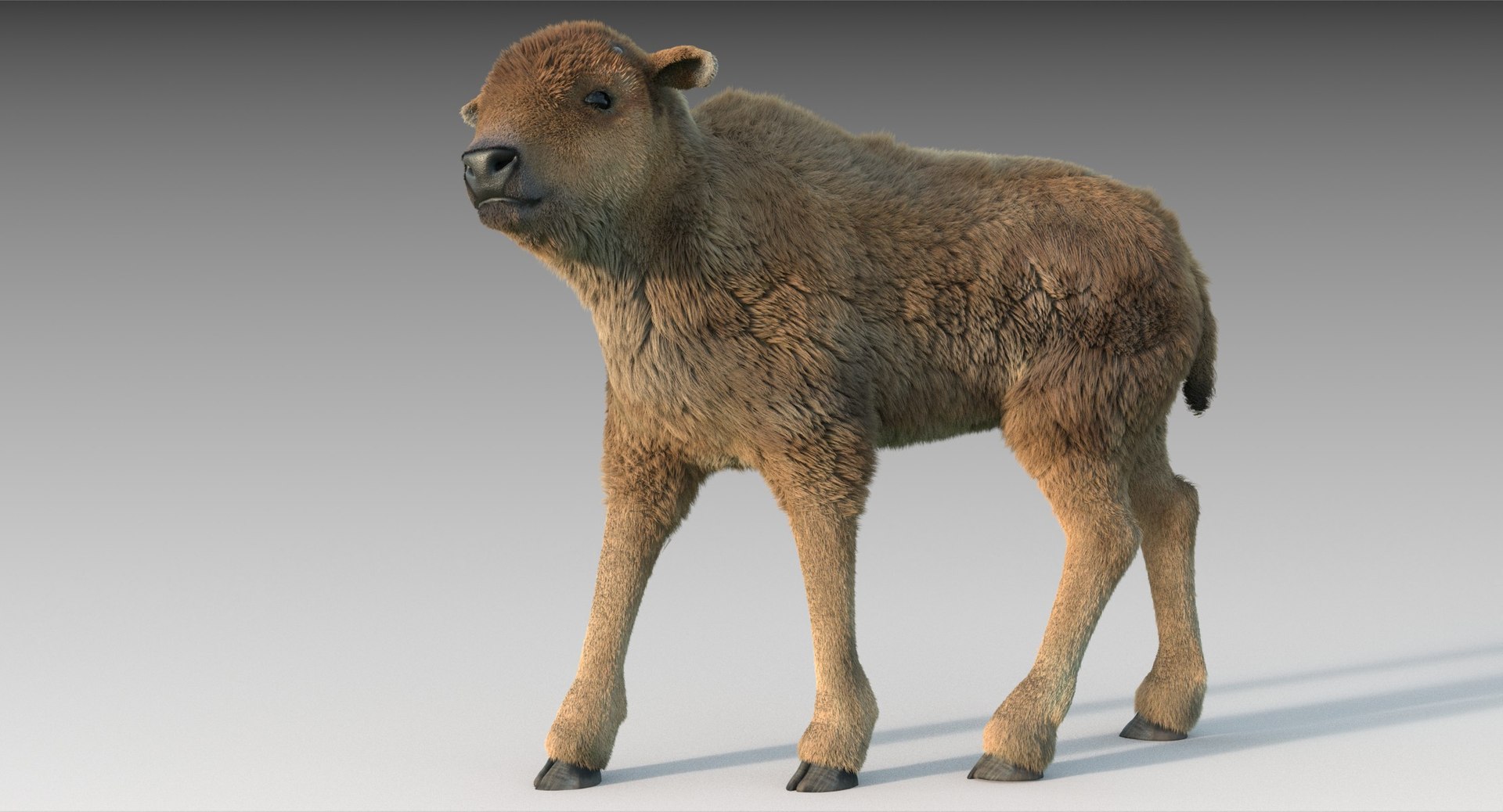 Bison Calf Fur Rig 3D Model - TurboSquid 1298972