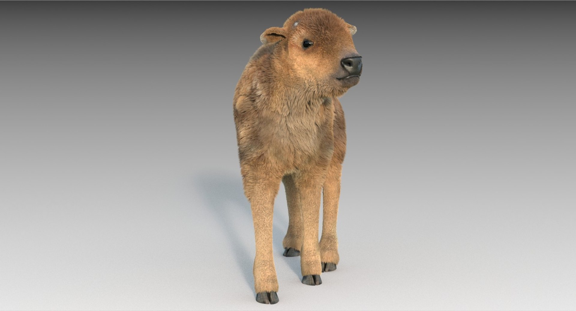 Bison Calf Fur Rig 3D Model - TurboSquid 1298972