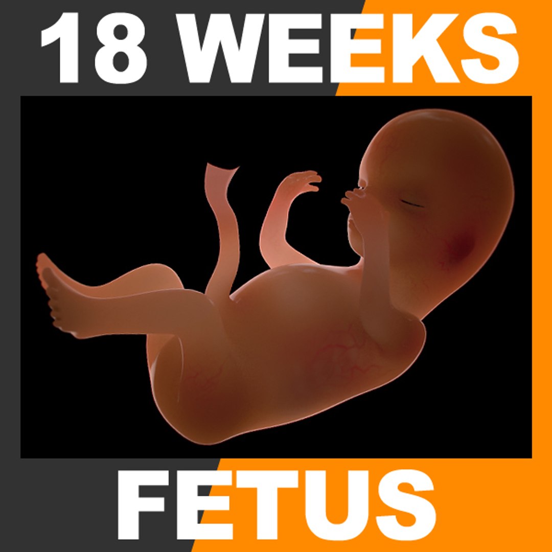 3d Model 18 Weeks Human Fetus