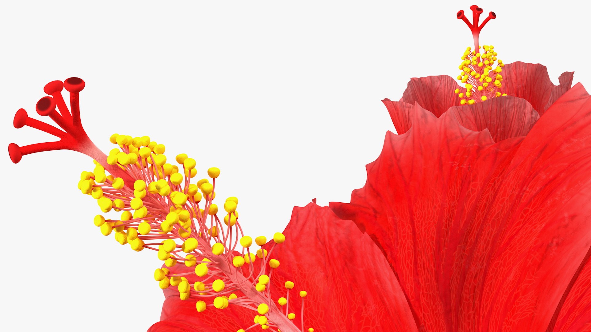 3D Red Flowering Plants Collection 2 model - TurboSquid 2163430