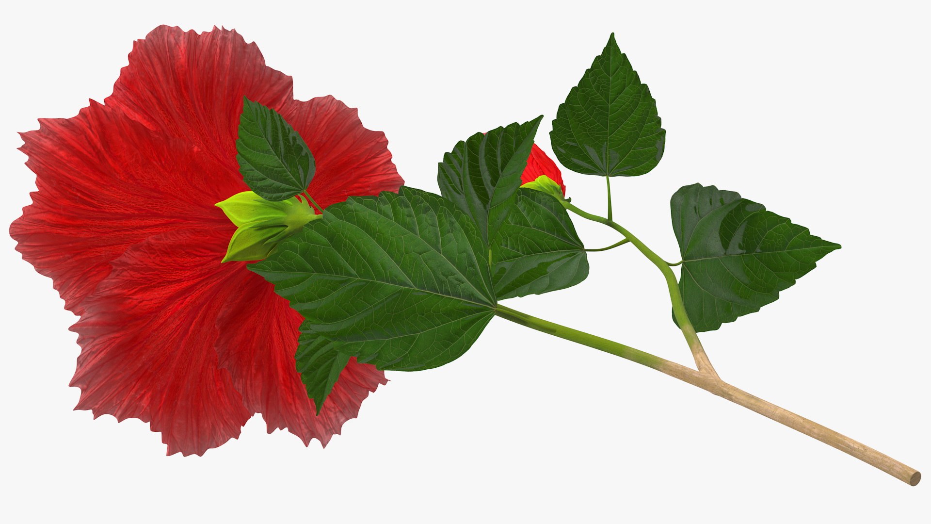 3D Red Flowering Plants Collection 2 model - TurboSquid 2163430
