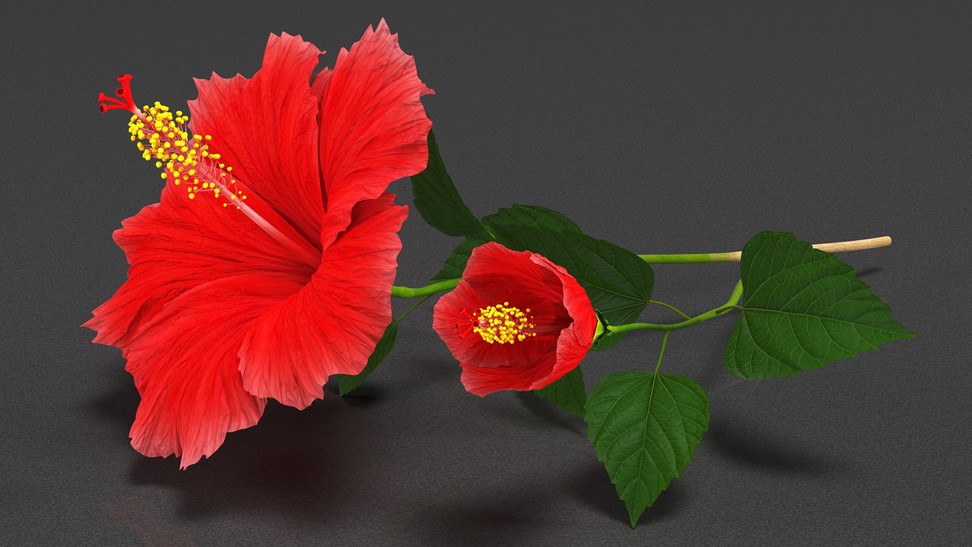 3D Red Flowering Plants Collection 2 model - TurboSquid 2163430