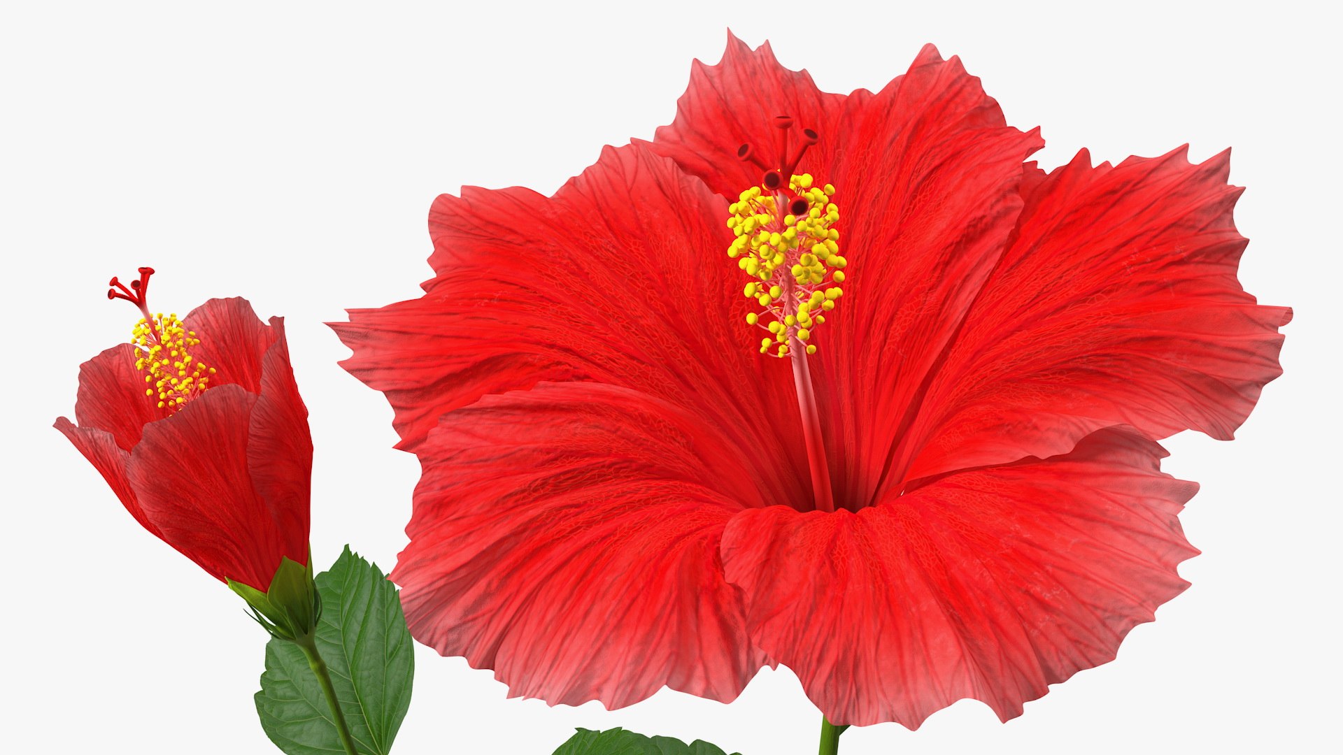 3D Red Flowering Plants Collection 2 model - TurboSquid 2163430