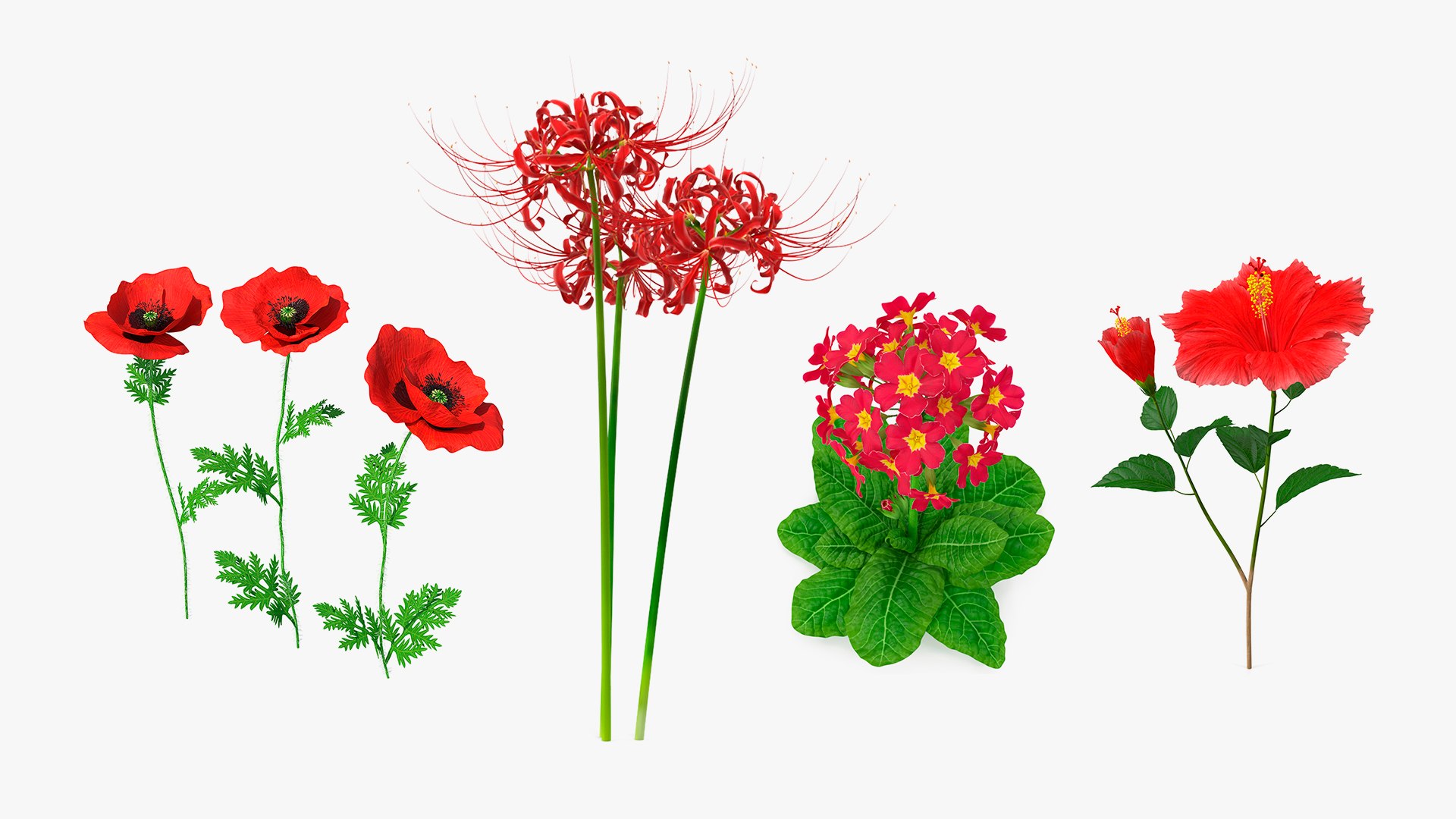 3D Red Flowering Plants Collection 2 model - TurboSquid 2163430