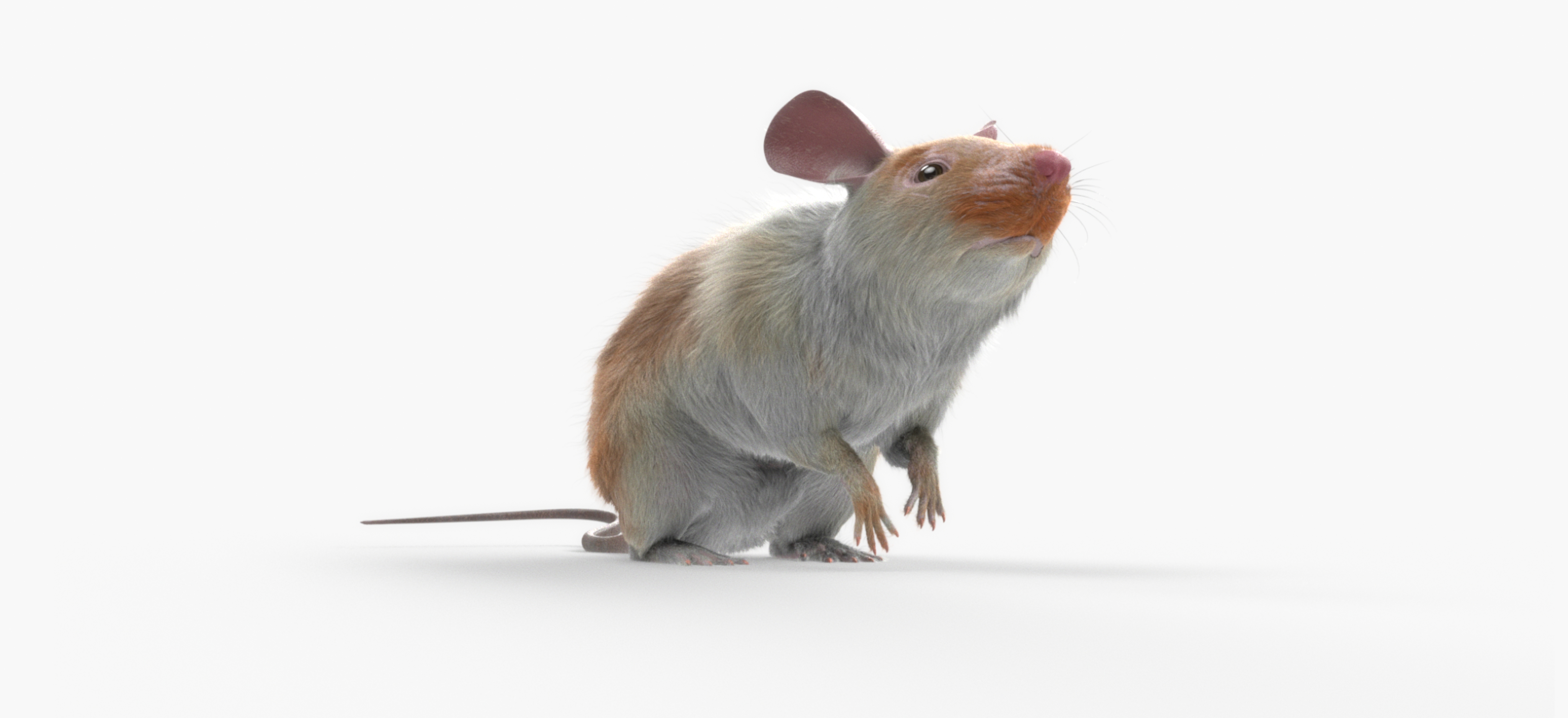 Mouse fur rig model - TurboSquid 1410504