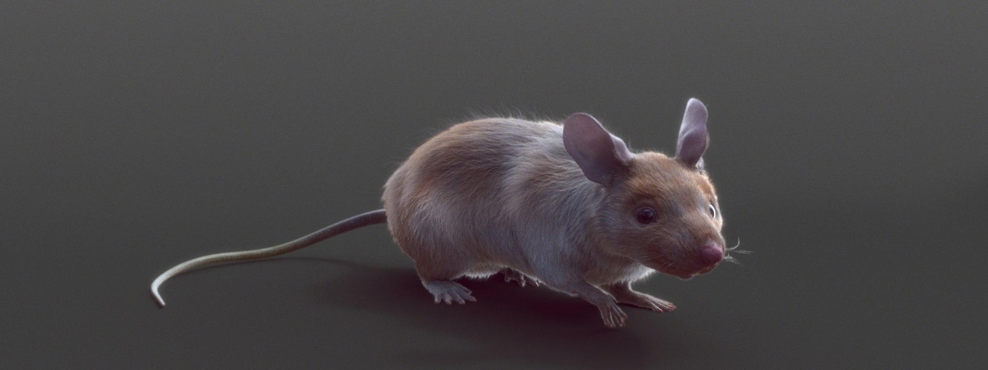 Mouse Fur Rig Model - TurboSquid 1410504