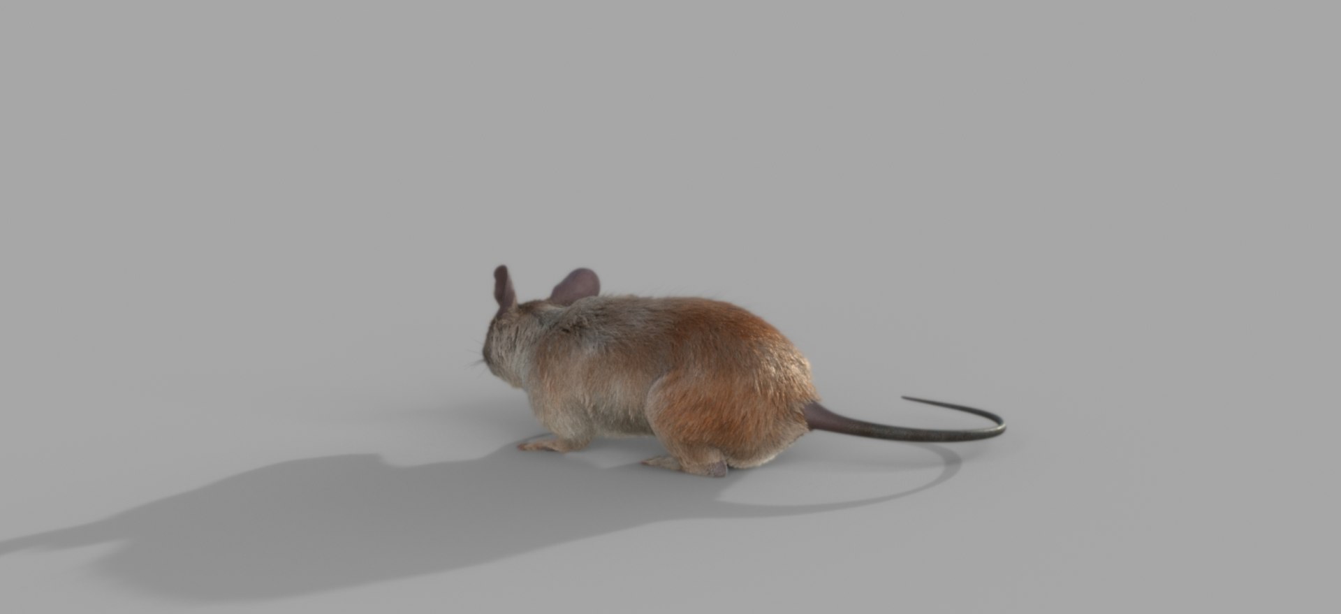Mouse Fur Rig Model - TurboSquid 1410504