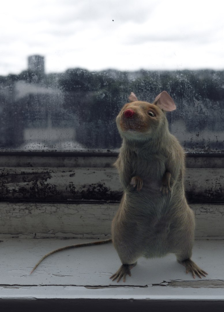 Mouse Fur Rig Model - TurboSquid 1410504