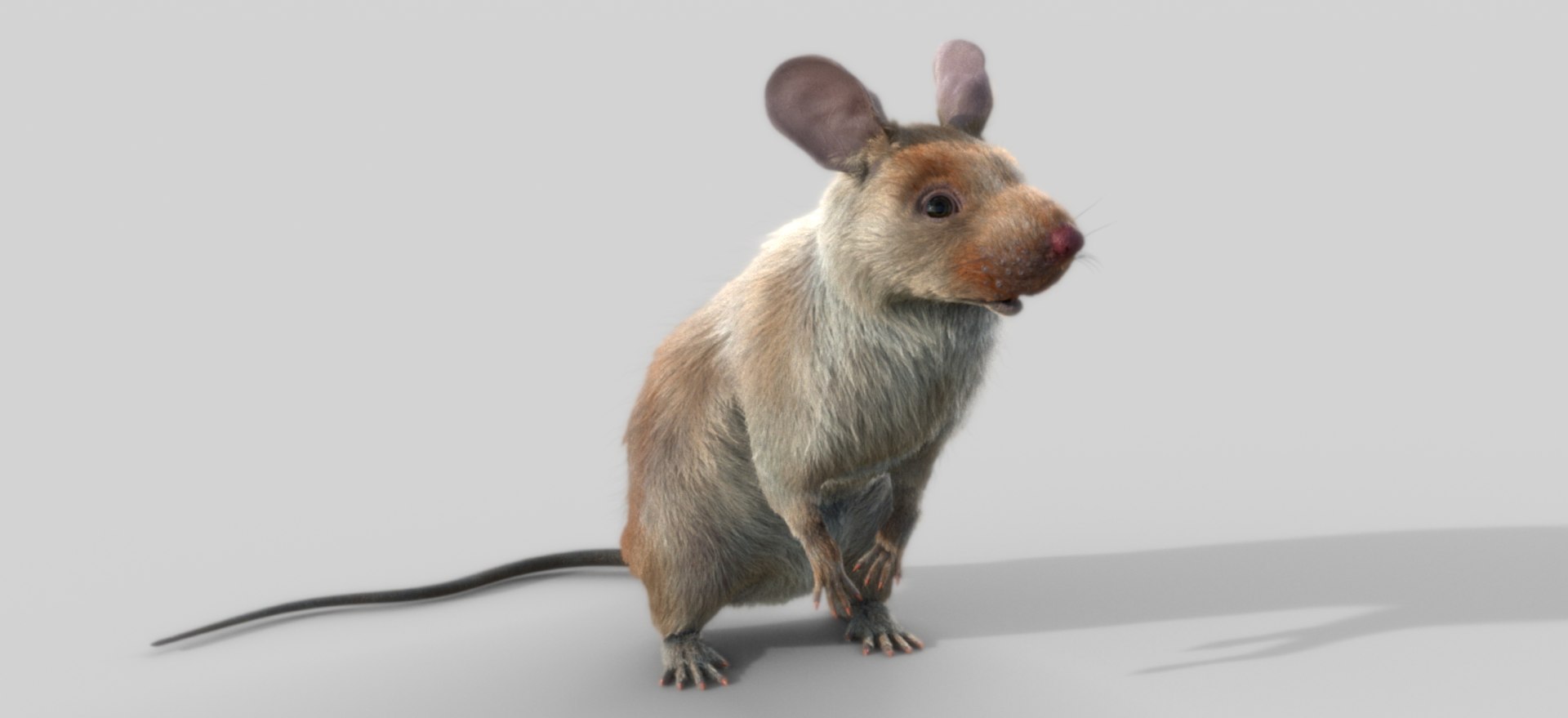 Mouse Fur Rig Model - TurboSquid 1410504