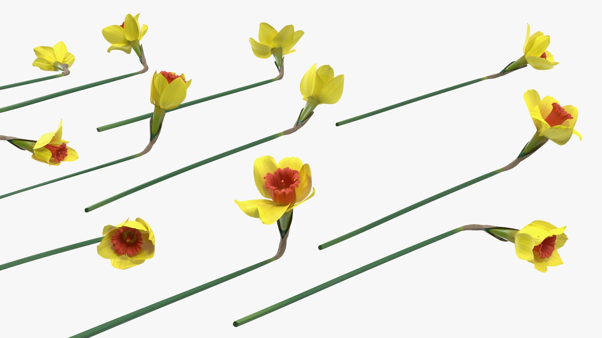 Yellow Daffodils Bouquet 3D model - TurboSquid 2094455