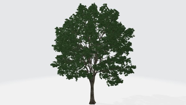 Multi-leaf green tree 3D model - TurboSquid 1956196