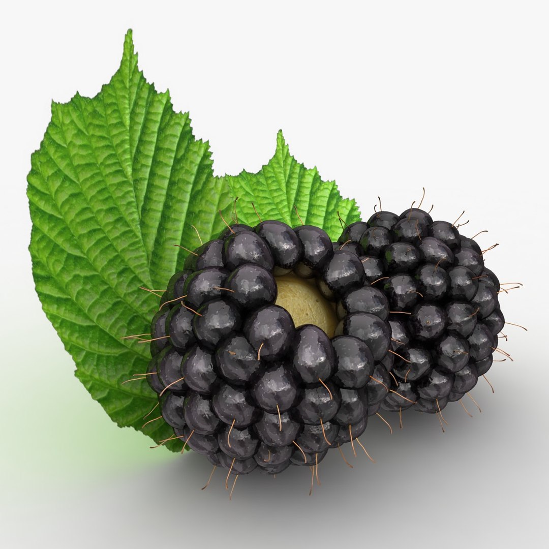 3d Realistic Blackberry