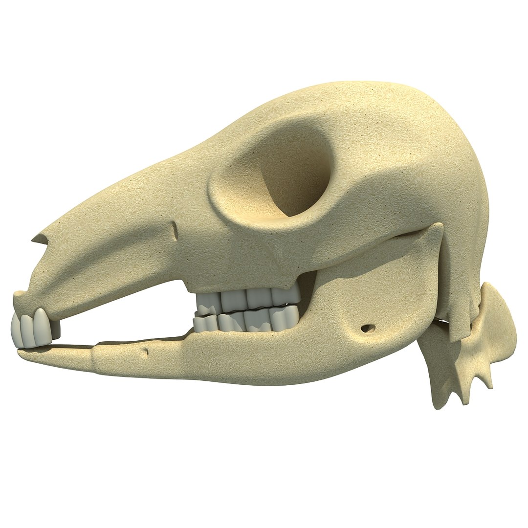 3ds Kangaroo Skull Skeleton