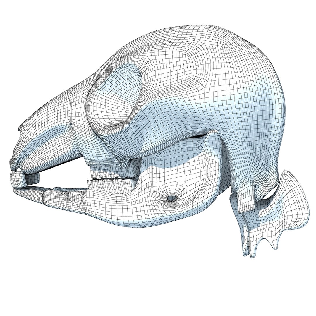 3ds Kangaroo Skull Skeleton