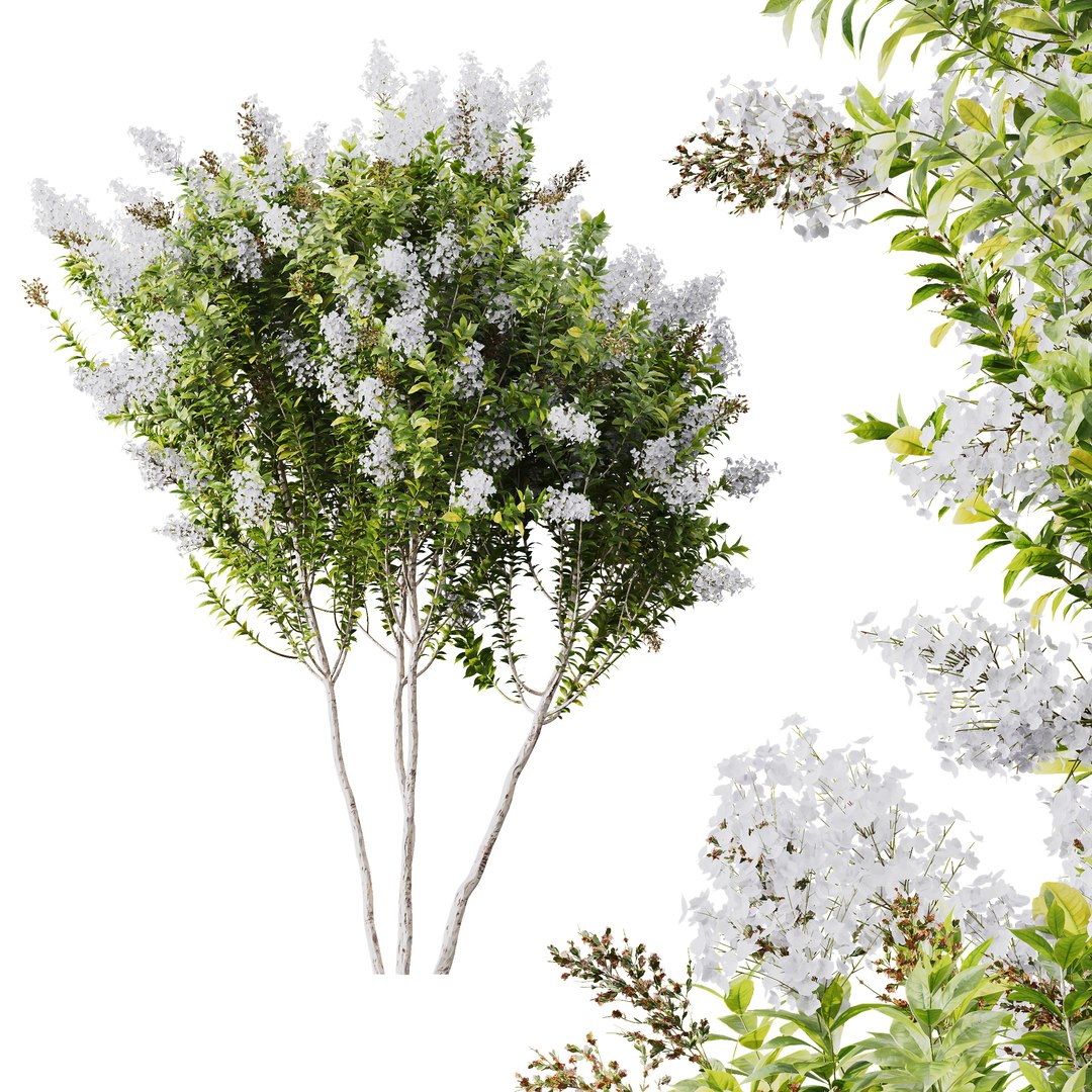 HQ Plants Myrtle White Flower 3D model - TurboSquid 2131970