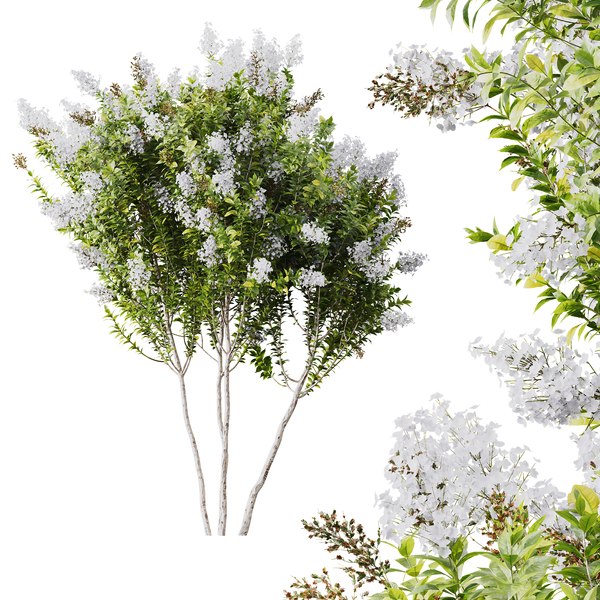 modelo 3d Plantas HQ Mirto Flor Blanca - TurboSquid 2131970