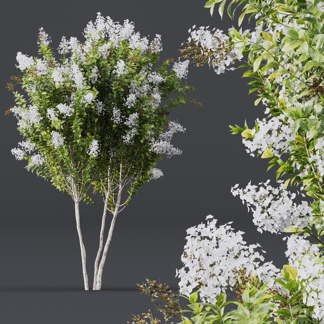 HQ Plants Myrtle White Flower 3D model - TurboSquid 2131970