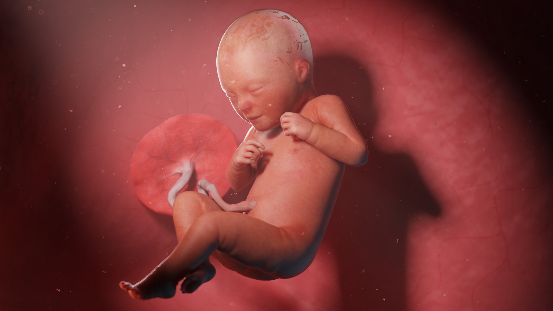 Fetus Week 33 Animated 3D Model - TurboSquid 1853681