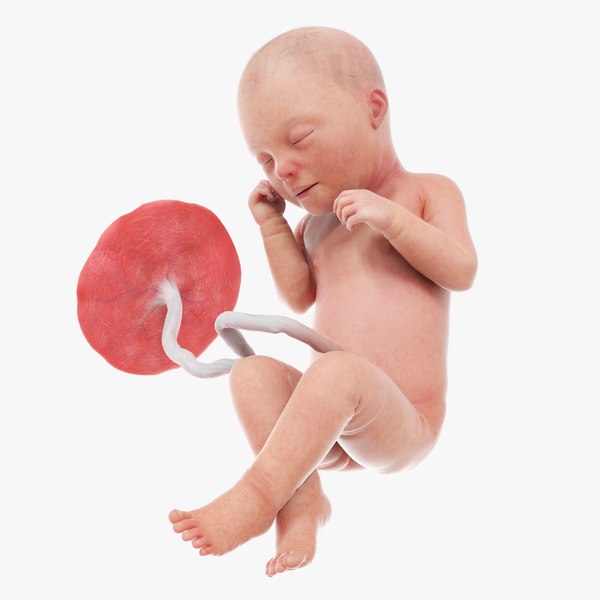 Fetus Week 33 Animated 3D model - TurboSquid 1853681