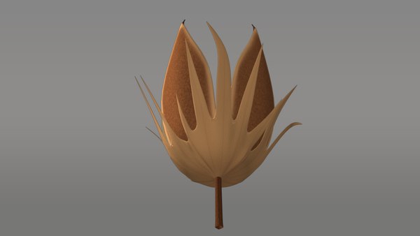 Plants Cotton 3D Models for Download | TurboSquid
