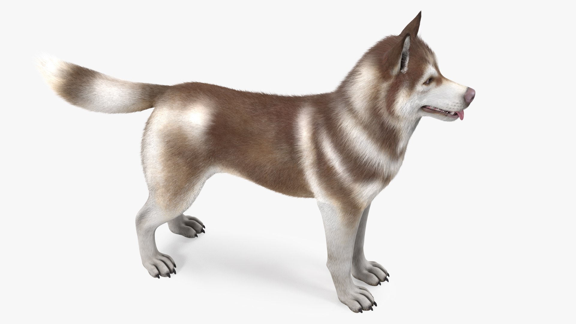 Sims 3 Husky