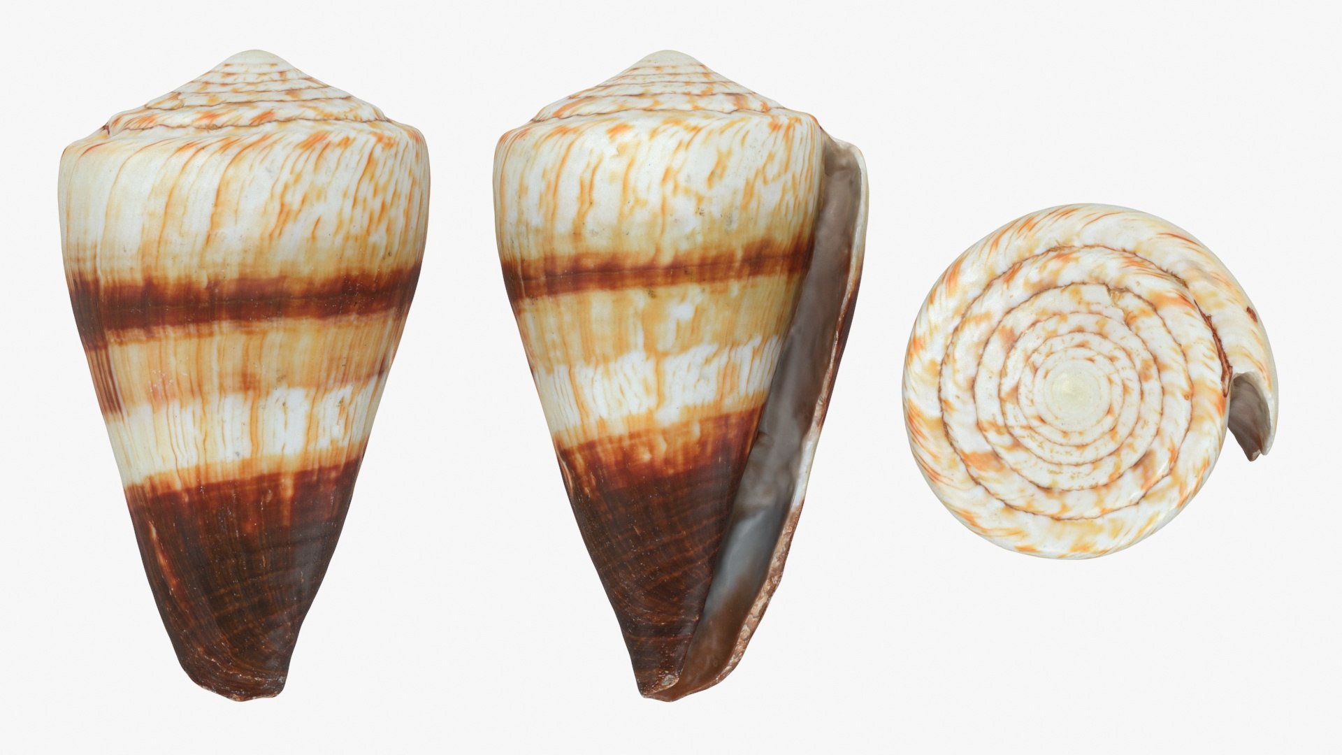 Conus Miles 3D Model - TurboSquid 2140121